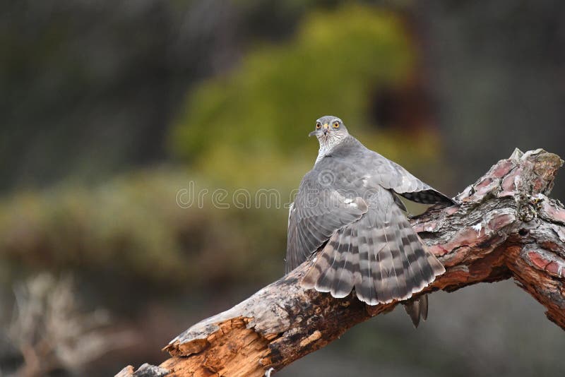 Hawk stock image. Image of griffon, bargains, field - 246415741