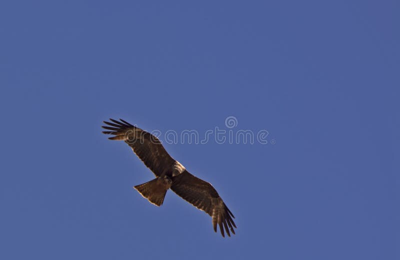 Hawk after hunting stock photo. Image of watch, beak - 140402754