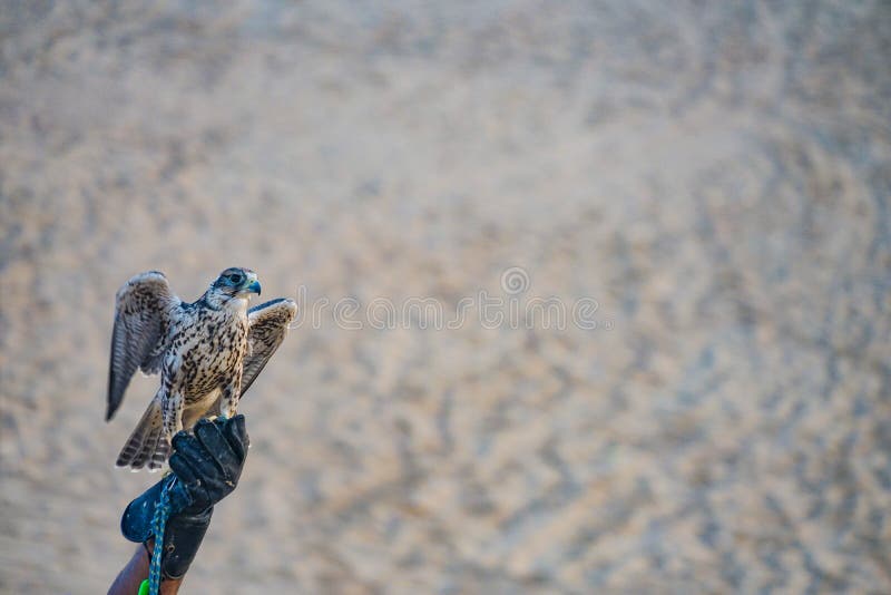 Hawk of the Image of the Arabian Desert Stock Image - Image of birds ...