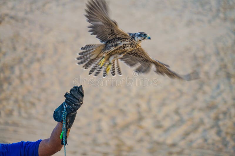 Hawk of the Image of the Arabian Desert Stock Photo - Image of family ...