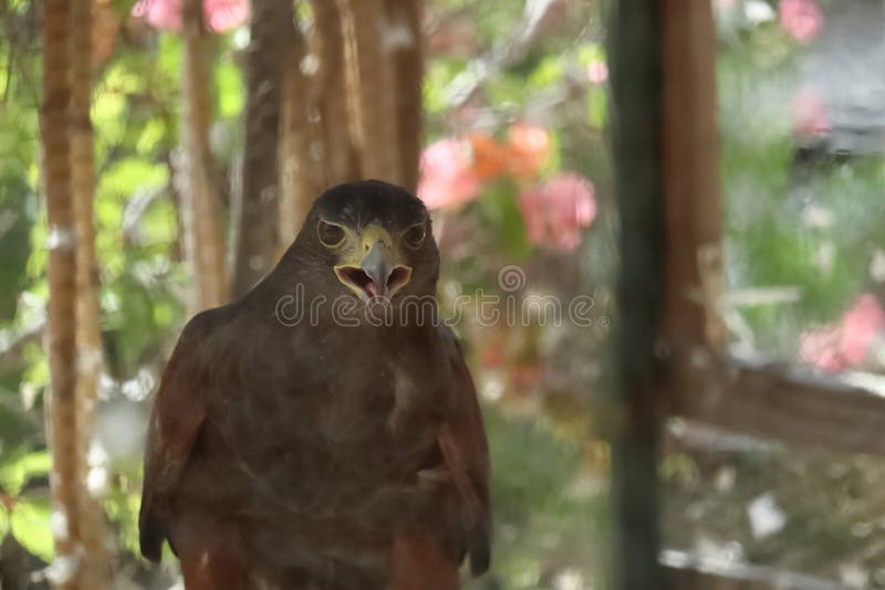 A Hawk in Its Let Cage with Its Beak Open. Stock Photo - Image of beak ...