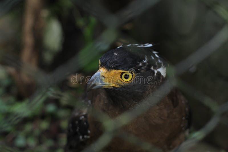 Hawk stock photo. Image of javan, hunt, animal, prey - 99509542