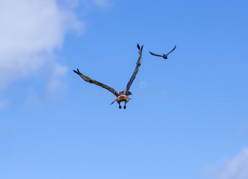 The Hawk and the Kingbird stock photo. Image of body - 235133896