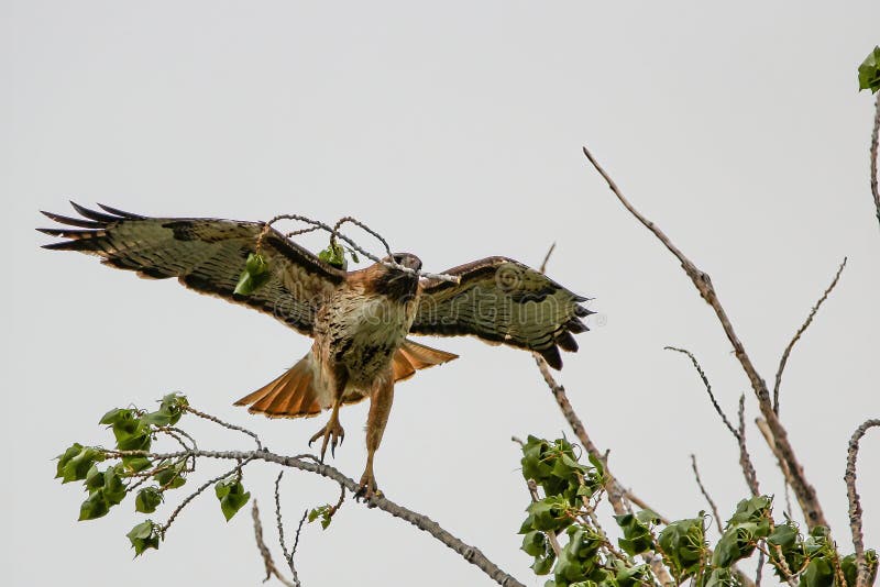 Hawk Landing on a Falconry Gauntlet Stock Image - Image of falconry ...