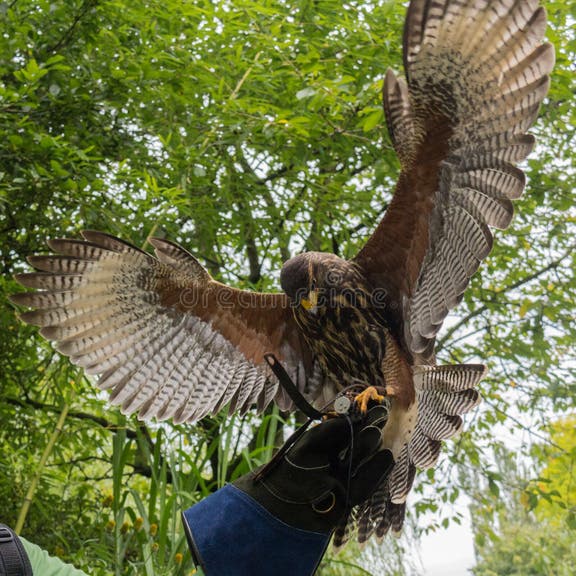 Hawk Landing on a Falconry Gauntlet Stock Image - Image of falconry ...