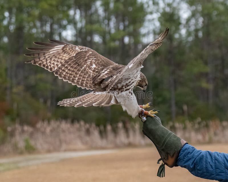 Hawk Landing on a Falconry Gauntlet Stock Image - Image of falconry ...