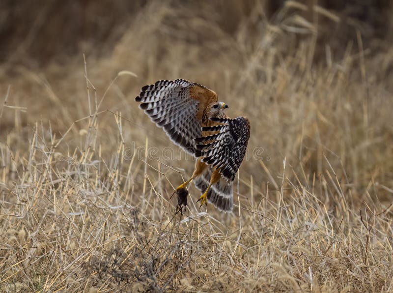 Hawk Landing on a Falconry Gauntlet Stock Image - Image of falconry ...