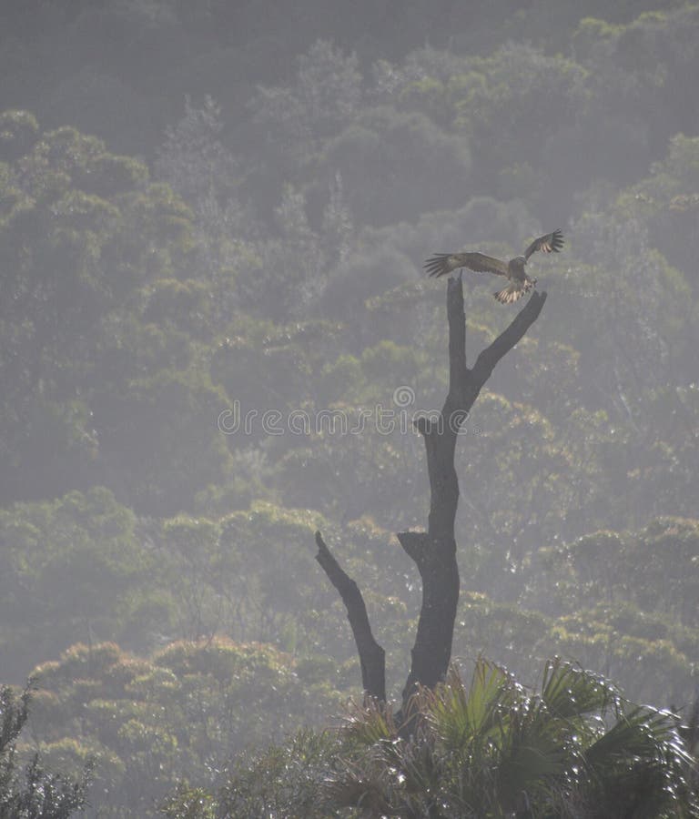 Hawk Landing on a Falconry Gauntlet Stock Image - Image of falconry ...