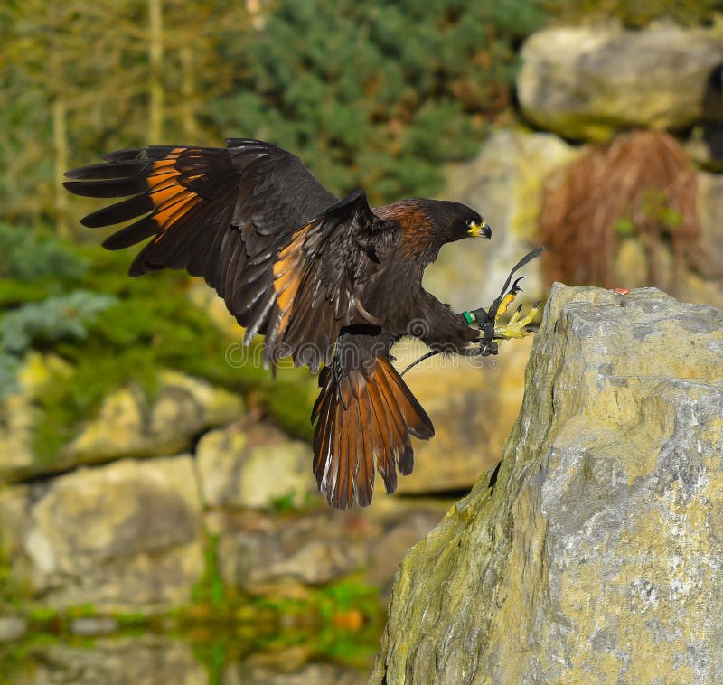 Hawk lands on the rock stock photo. Image of nature, light - 87589632