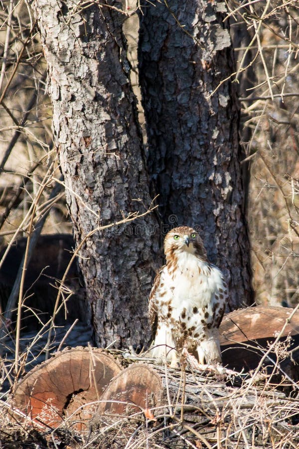 Hawk on Logs Facing Front stock photo. Image of feathers - 49349526