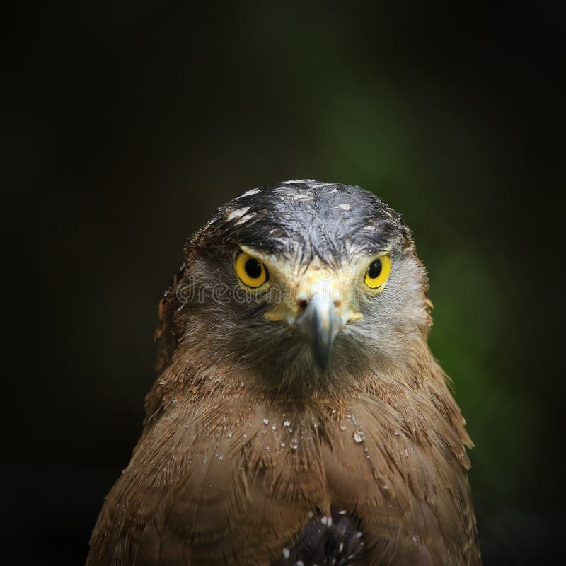 Hawk looking camera stock photo. Image of avian, portrait - 32940344