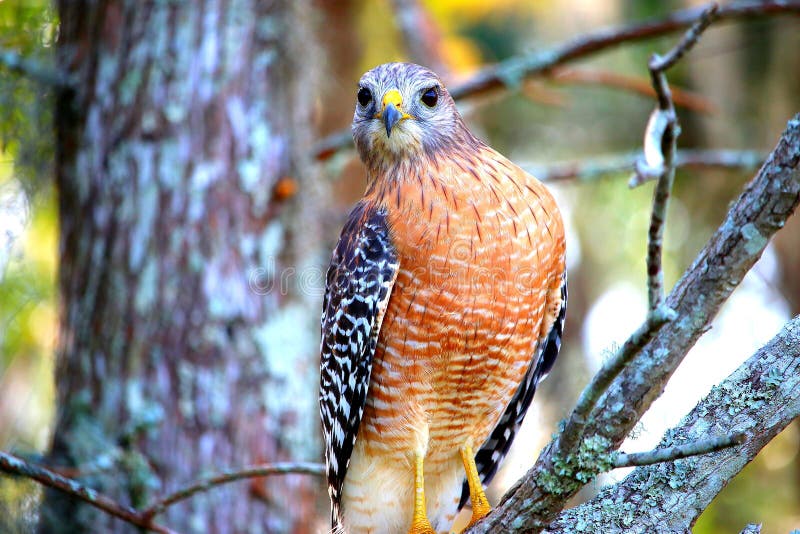 Hawk looking into camera stock photo. Image of style - 81056194
