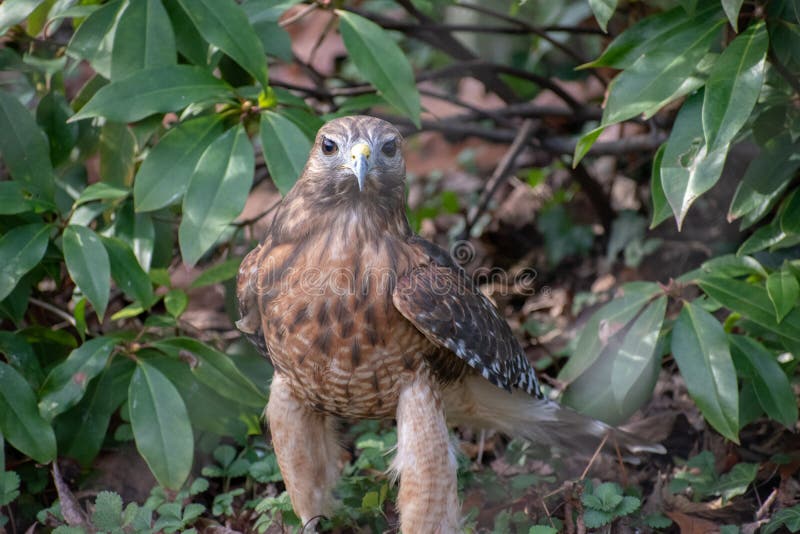 Hawk Looking into the Camera Stock Photo - Image of frame, bridge ...
