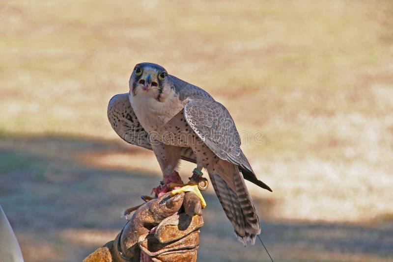 Hawk Looking at the Camera and Making Funny Face Stock Image - Image of ...