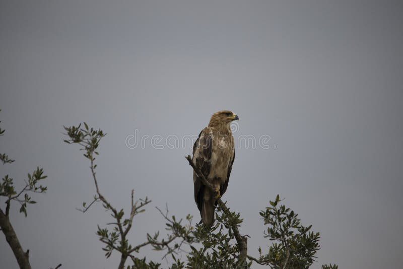 A Hawk Looking Fierce on a Branch of Tree in Africa Stock Image - Image ...