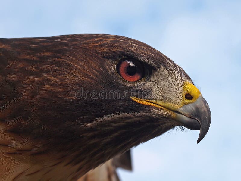 Hawk stock image. Image of isolated, feather, eagle, wild - 33847461