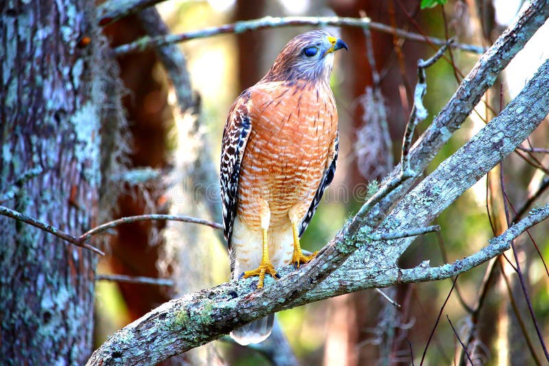 Hawk looking up high stock photo. Image of high, birds - 81061370