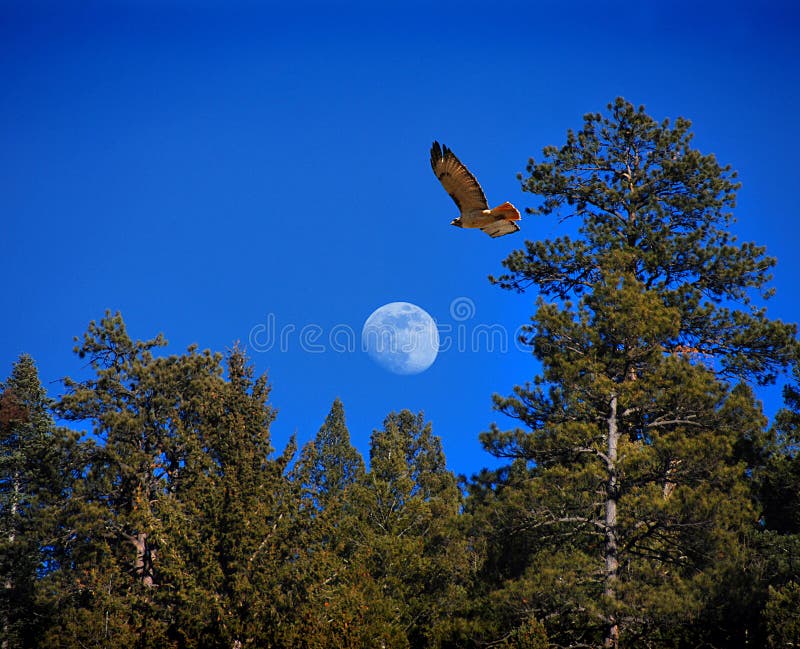 Hawk and moon stock image. Image of searching, animal - 4554819