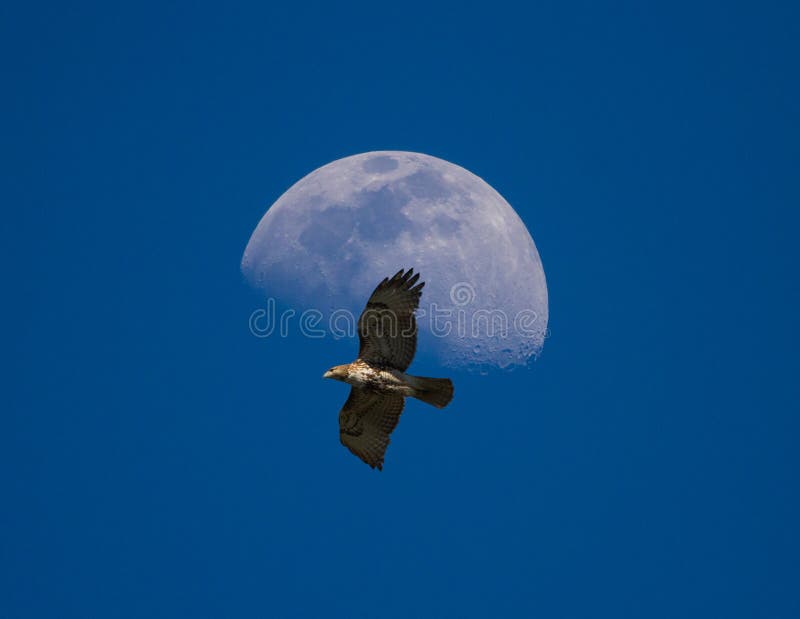 Red-Tailed Hawk Flies Past a Waxing Gibbous Moon Stock Image - Image of ...
