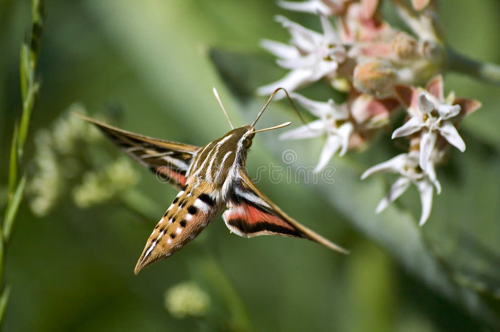 Hawk Moth stock image. Image of proboscis, flight, flower - 5683405