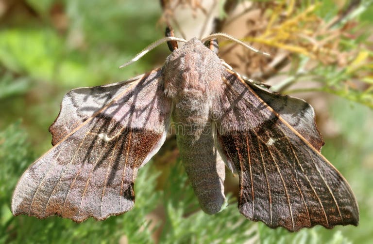 1,596 Moth Proboscis Stock Photos - Free & Royalty-Free Stock Photos ...