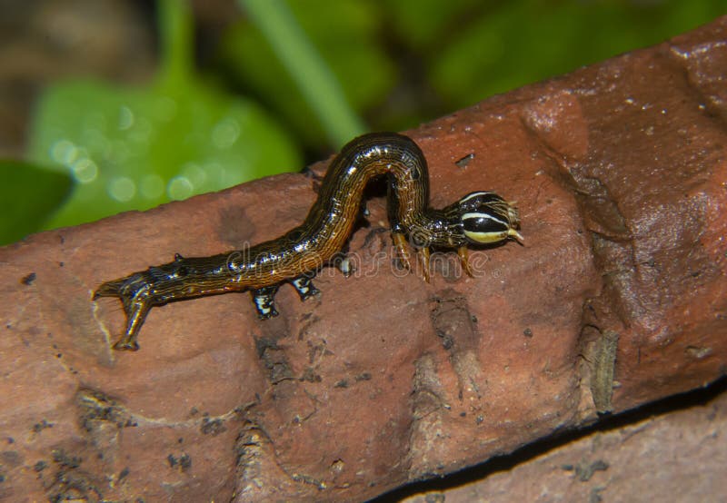 Hawk Moth Caterpillar or Larva Head and Front Legs Stock Photo - Image ...