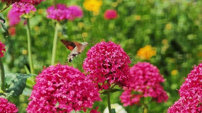 Hawk Moth Drinks Flower Nectar Stock Footage - Video of wildlife, hawk ...