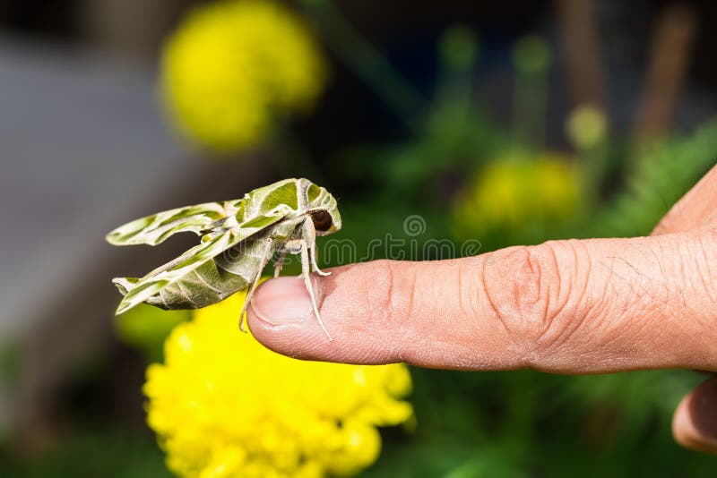 Hawk moth on finger stock image. Image of butterfly, army - 36544507