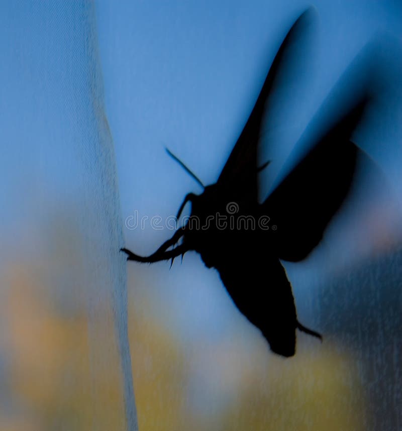 Hawk-moth flying stock image. Image of flying, blue, animal - 93627559