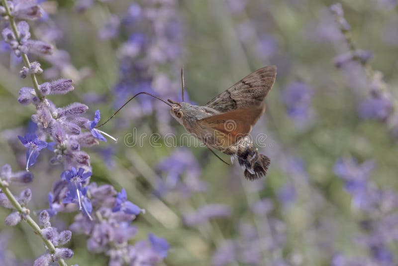 Hawk Moth Flying at Violet Flowers Stock Image - Image of moth, wings ...