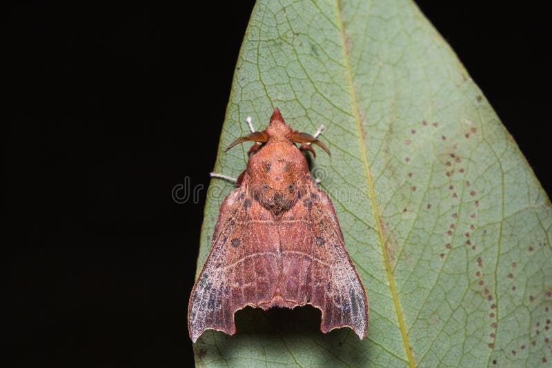 Hawk moth on green leaf stock image. Image of creature - 63458969
