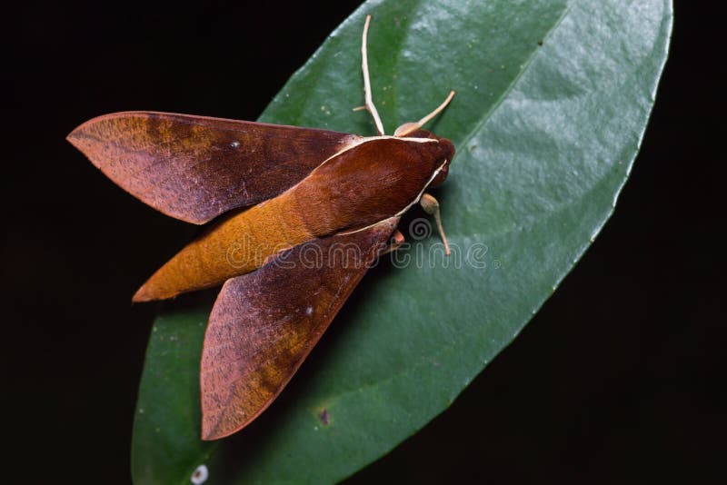 Hawk moth on green leaf stock photo. Image of antennae - 64125814