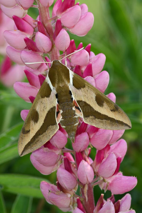 Hawk Moth (Hyles Euphorbiae) Stock Image - Image of biology, arthropod ...