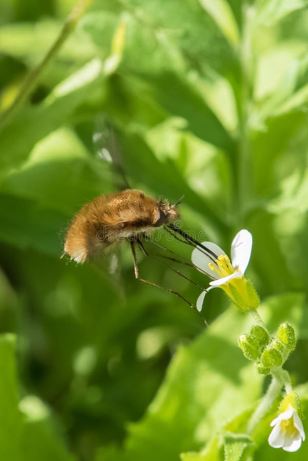 Hawk moth, insect stock photo. Image of flower, eating - 130900056