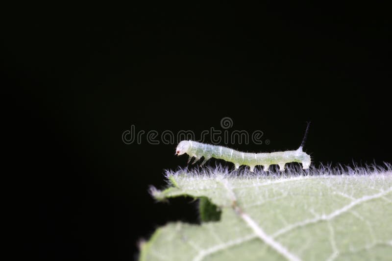 Hawk Moth Larvae on Green Leaf Stock Image - Image of sphingidae ...