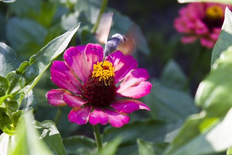 Hawk moth(Sphingidae) stock photo. Image of sphingidae - 47099954