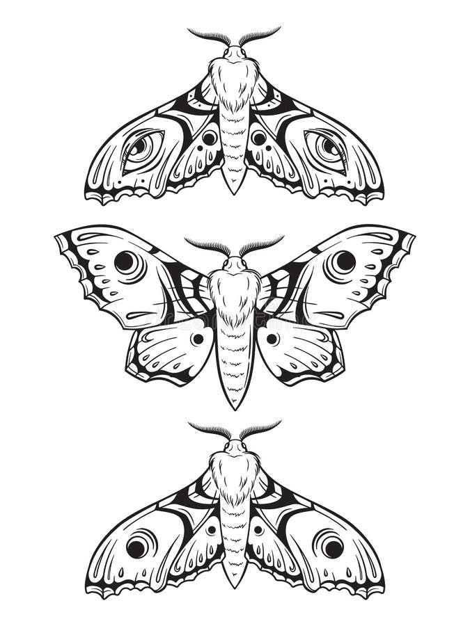 Night Hawkmoth Stock Illustrations – 95 Night Hawkmoth Stock ...