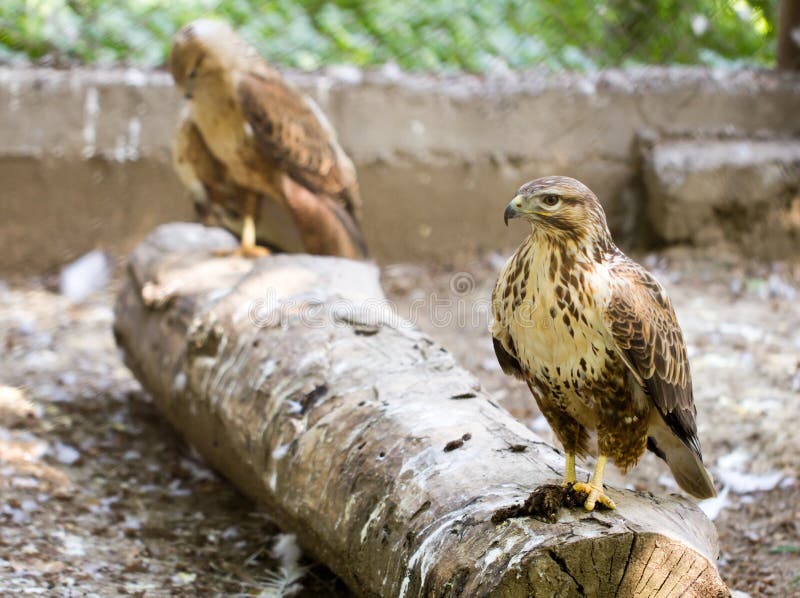 Hawk in nature stock image. Image of avian, raptor, carnivore - 103469241
