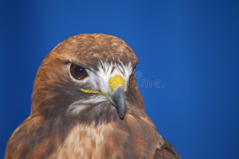 Hawk 1 stock image. Image of pray, talons, fowl, blue - 31211699