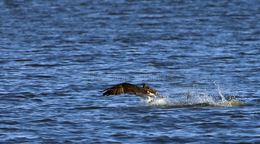 Hawk or osprey fishing stock image. Image of dipping, dive - 5880725