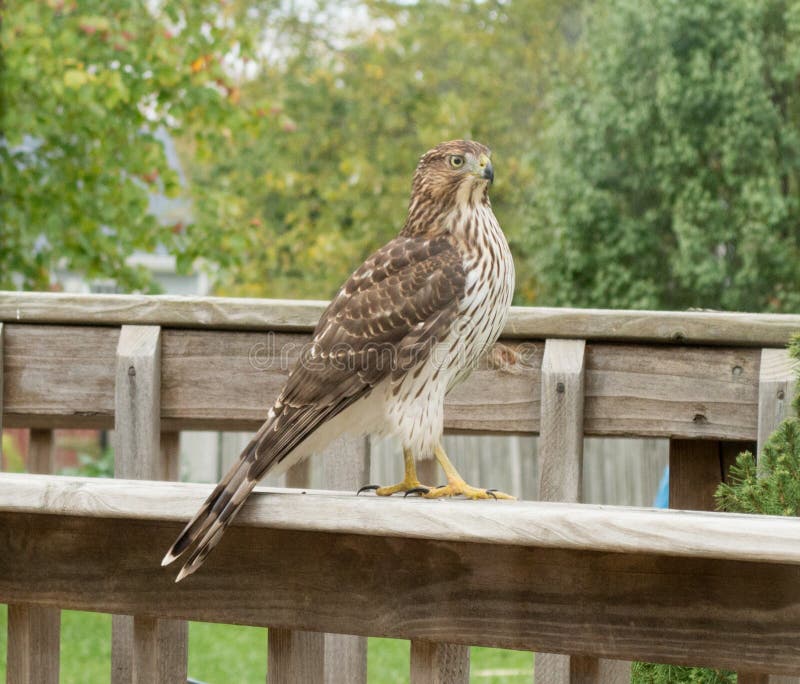 Hawk stock photo. Image of chicken, pretty, hawk, hunting - 45836664