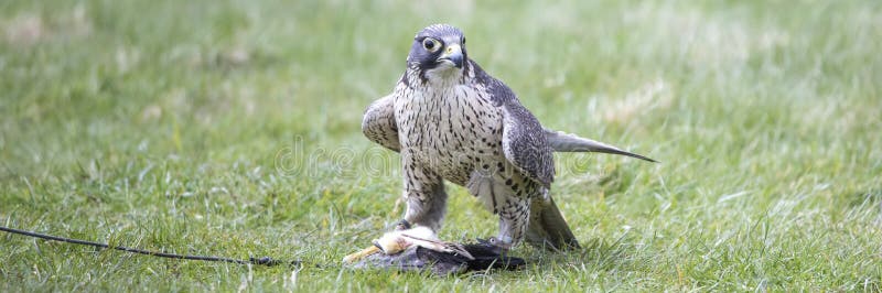 Pretty hawk stock photo. Image of feathers, kestrel, hunter - 30381184