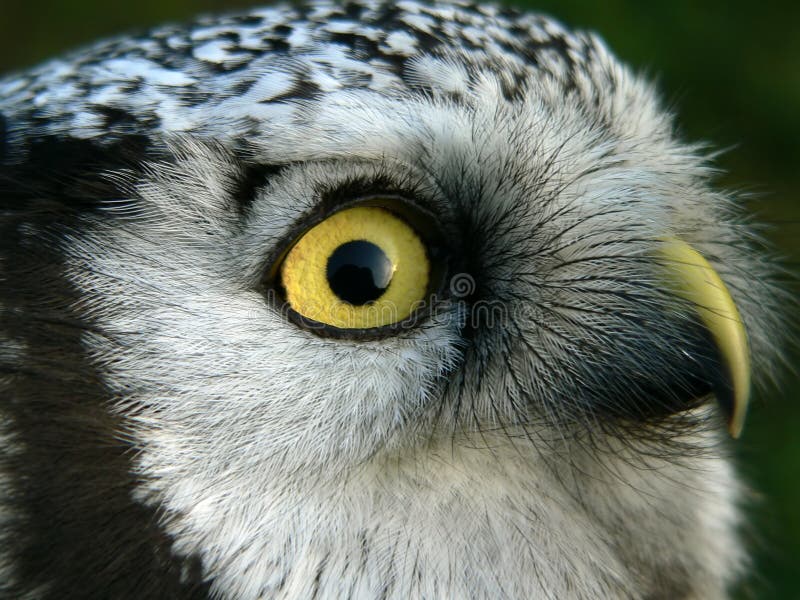 Hawk owl stock image. Image of surprise, intelligence - 7868981