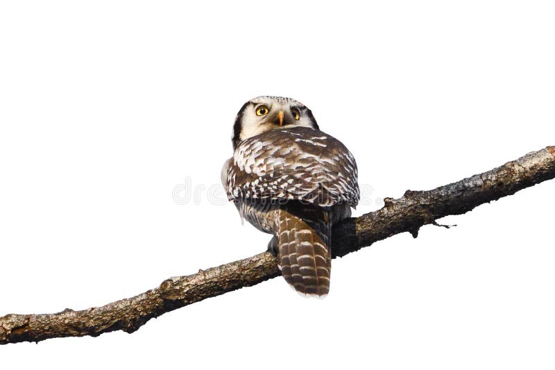 Hawk Owl Sitting on a Branch Isolated on White Background Stock Photo ...
