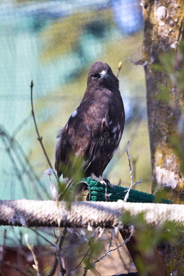 Brown Hawk on a Perch at a Zoo Stock Image - Image of states, feather ...