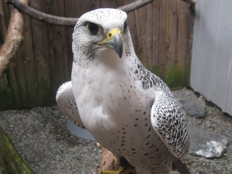Hawk on Perch stock image. Image of eagle, black, bird - 47558717