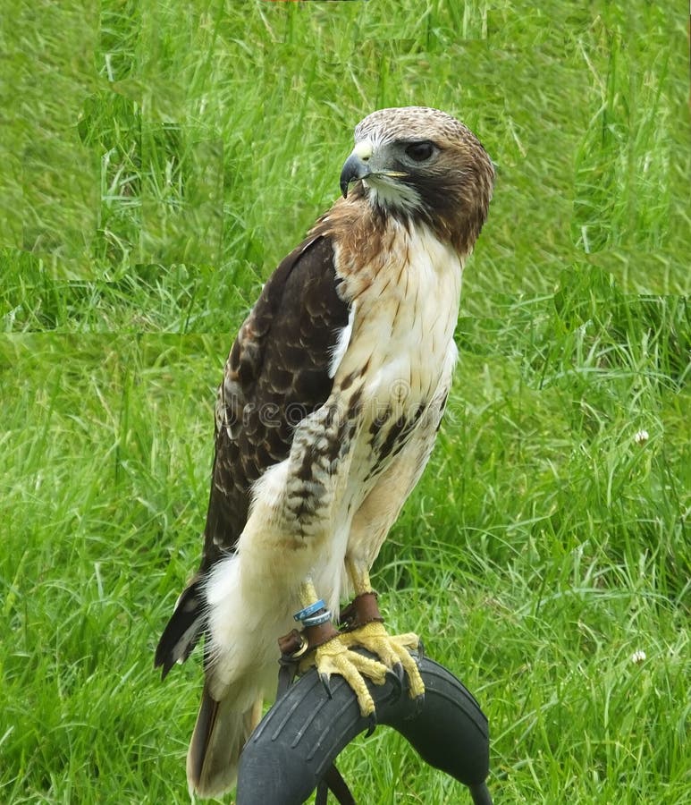 Hawk at Game Fair Northern Ireland Stock Photo - Image of concern ...