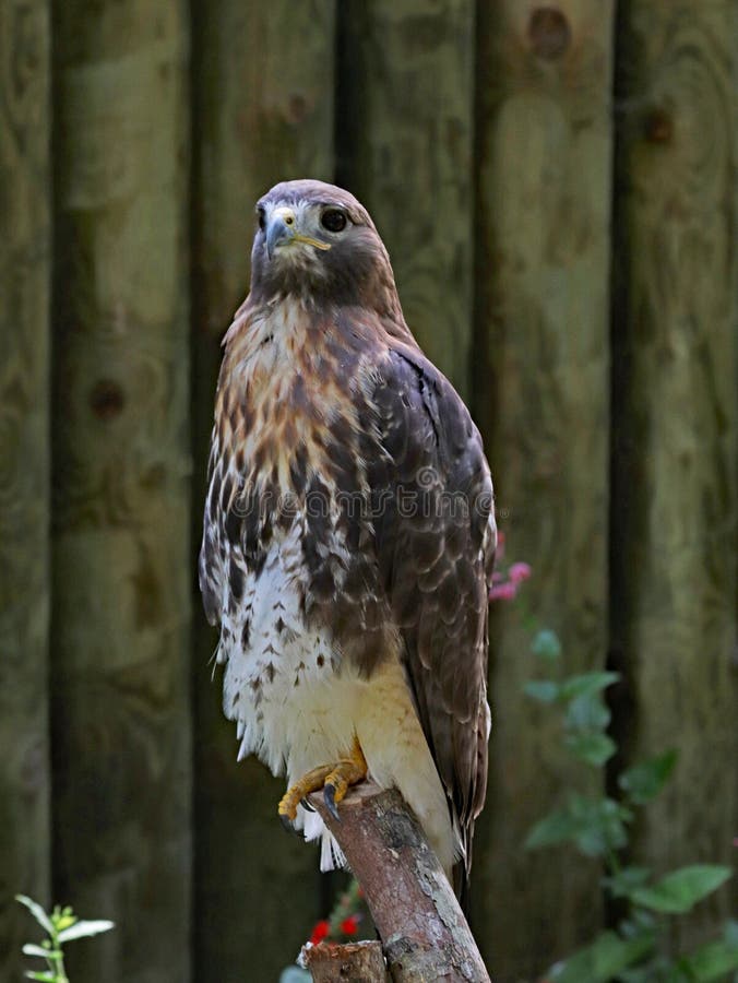 Hawk on perch stock photo. Image of springs, feathers - 92393372
