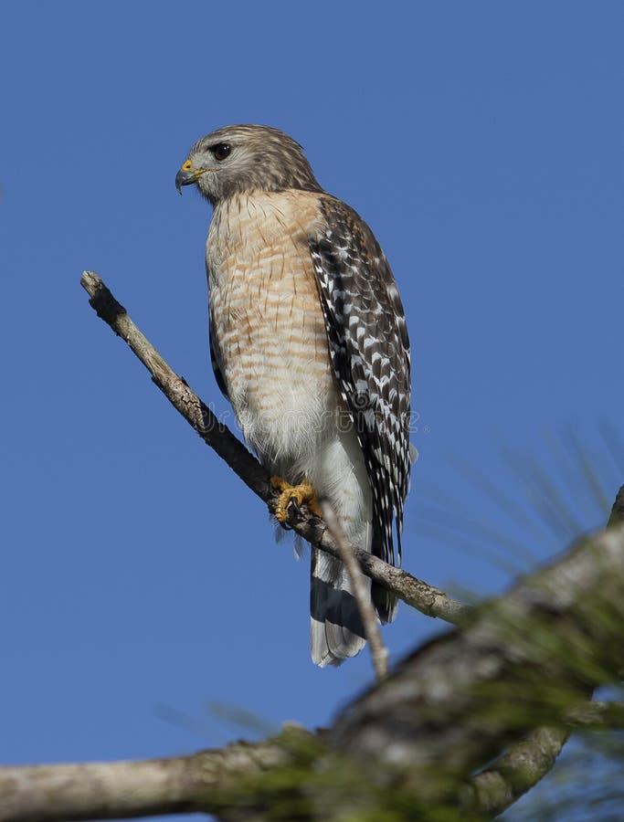 Hawk on perch stock image. Image of strong, species - 141867049