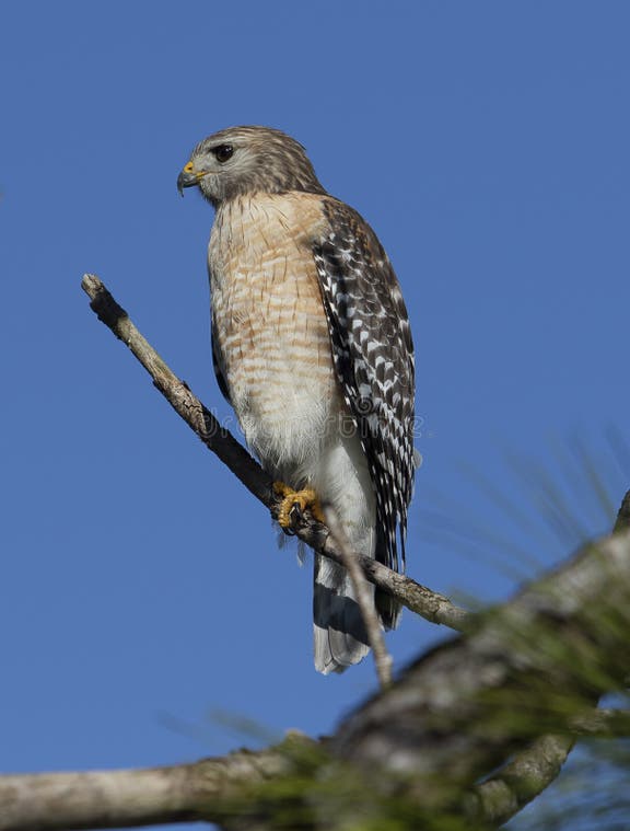 Hawk on perch stock image. Image of strong, species - 141867049